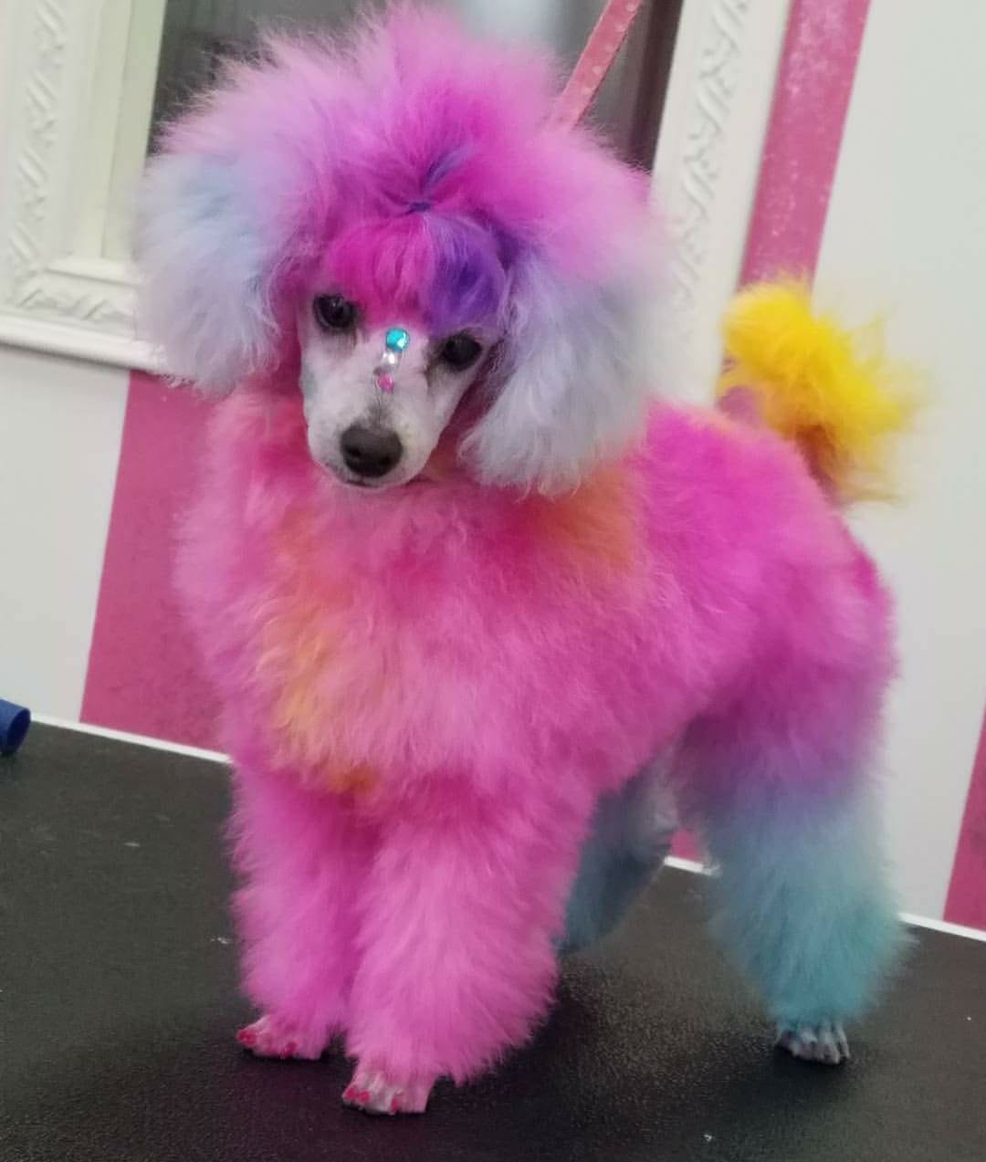 colorful dog – i IMAGINE (blank)